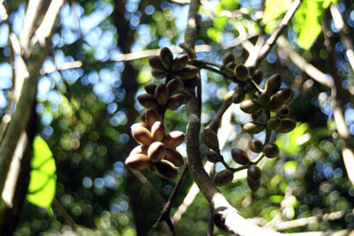 Bach Ma National Park preserves valuable tree genes - Viet Nam Tourism ...