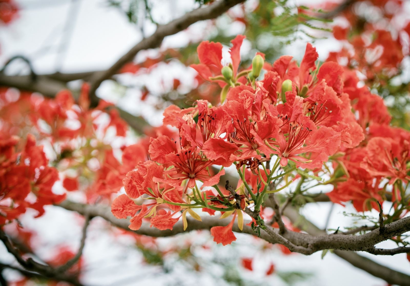 May - the blooming season of phoenix flowers in Phu Tho Province - Môi ...