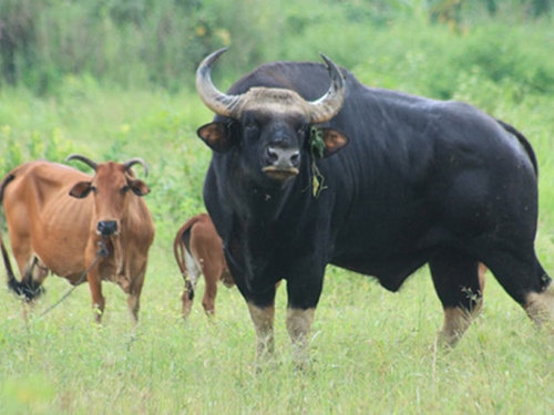 Scientists research the “love story” of a wild bull and cows - Môi ...