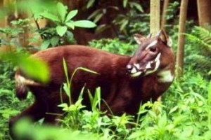 Saola rediscovered in Vietnam in 15 years - Môi trường du lịch Việt Nam
