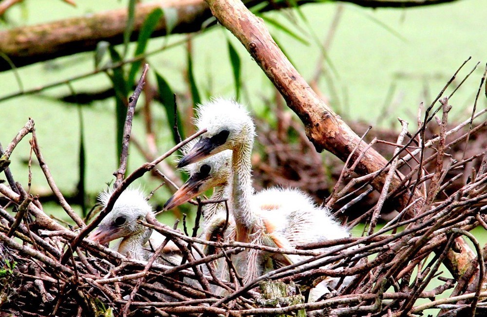 Wild beauty of U Minh Thuong National Park - Môi trường du lịch Việt Nam