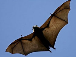 12 species of bat uncovered in Nui Chua National Park - Môi trường du ...