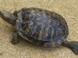 Red-eared turtle rides on legendary turtle - Viet Nam Tourism Environment